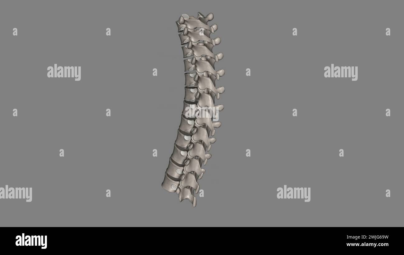 Vertebrates pelvic girdle hi-res stock photography and images - Alamy