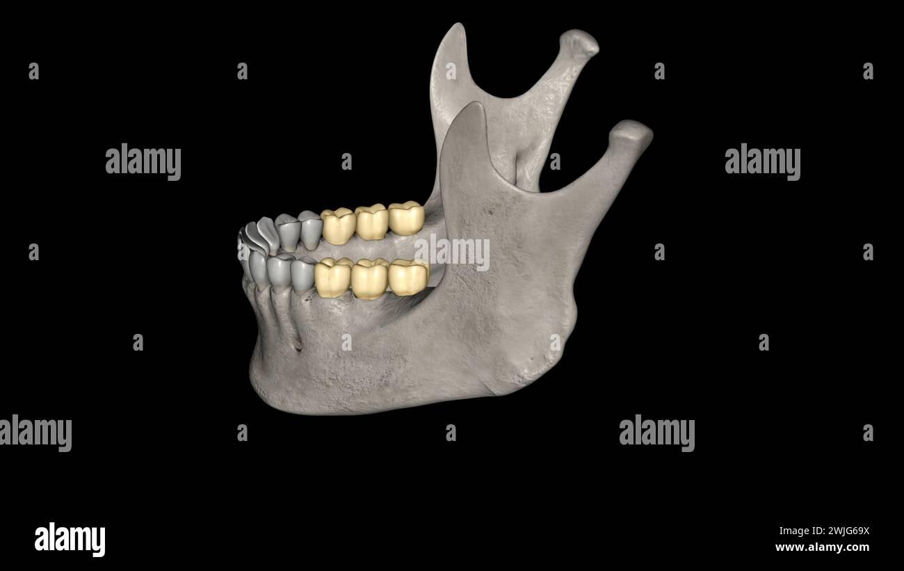 The mandibular molars perform the major portion of the work 3d ...