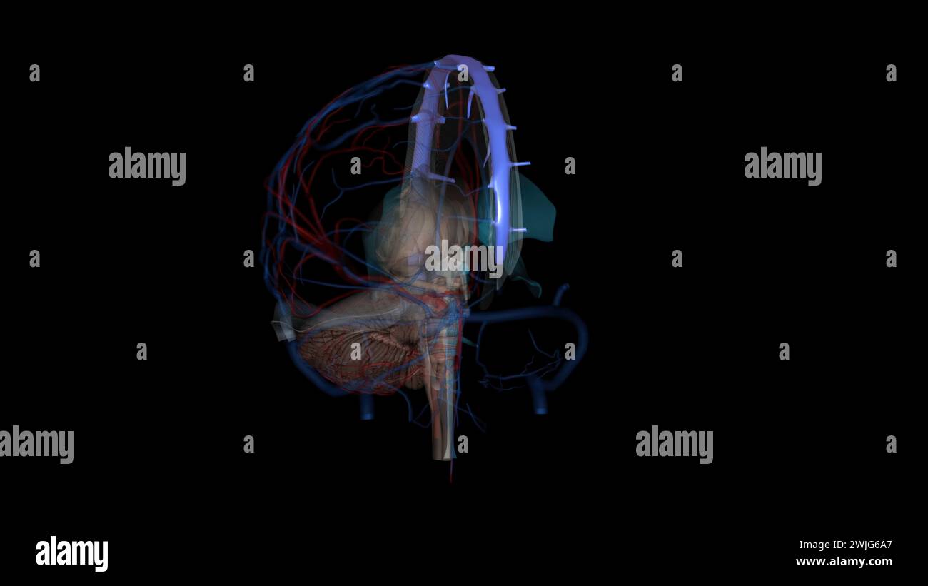 The superior sagittal sinus is the major component of the superficial ...