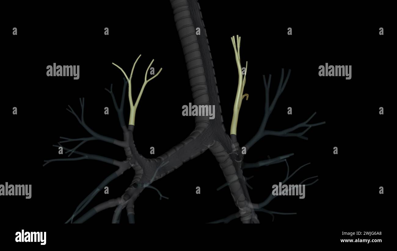Bronchial circulation hi-res stock photography and images - Alamy