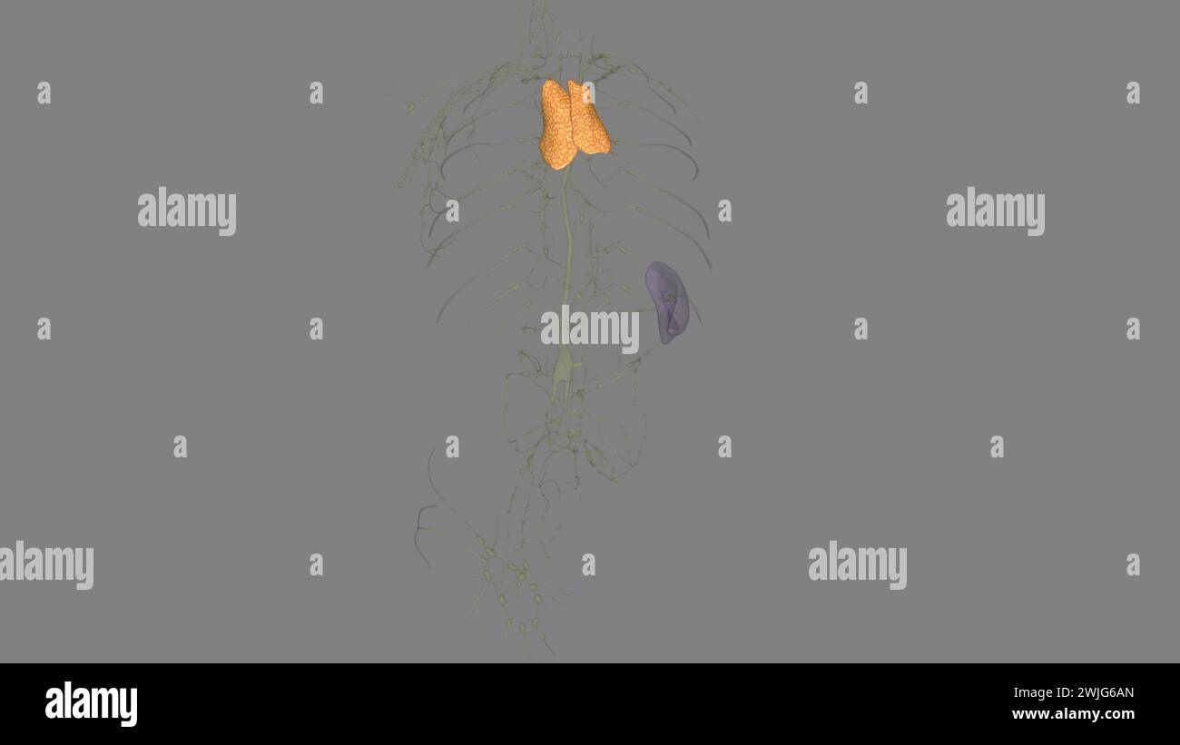 The thymus is the organ primarily responsible for the production and ...