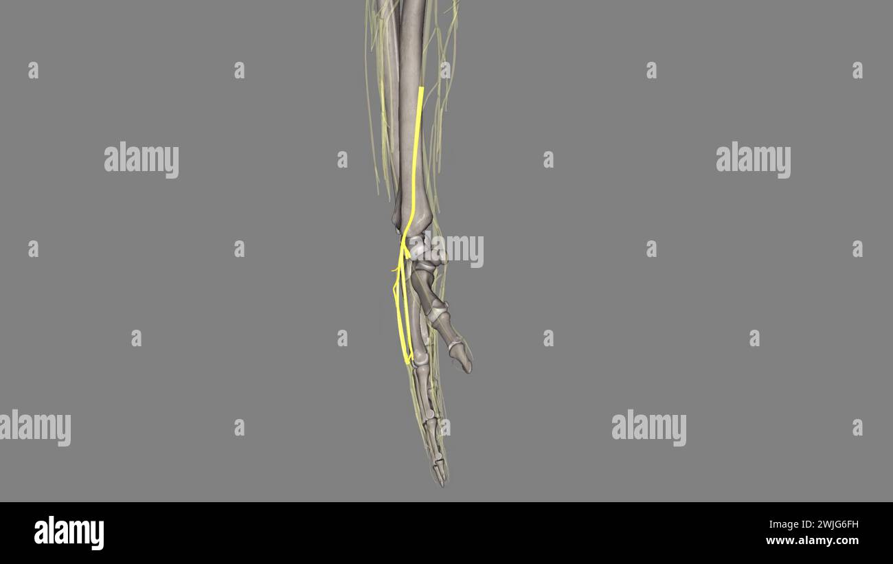 Superficial radial nerve hi-res stock photography and images - Alamy