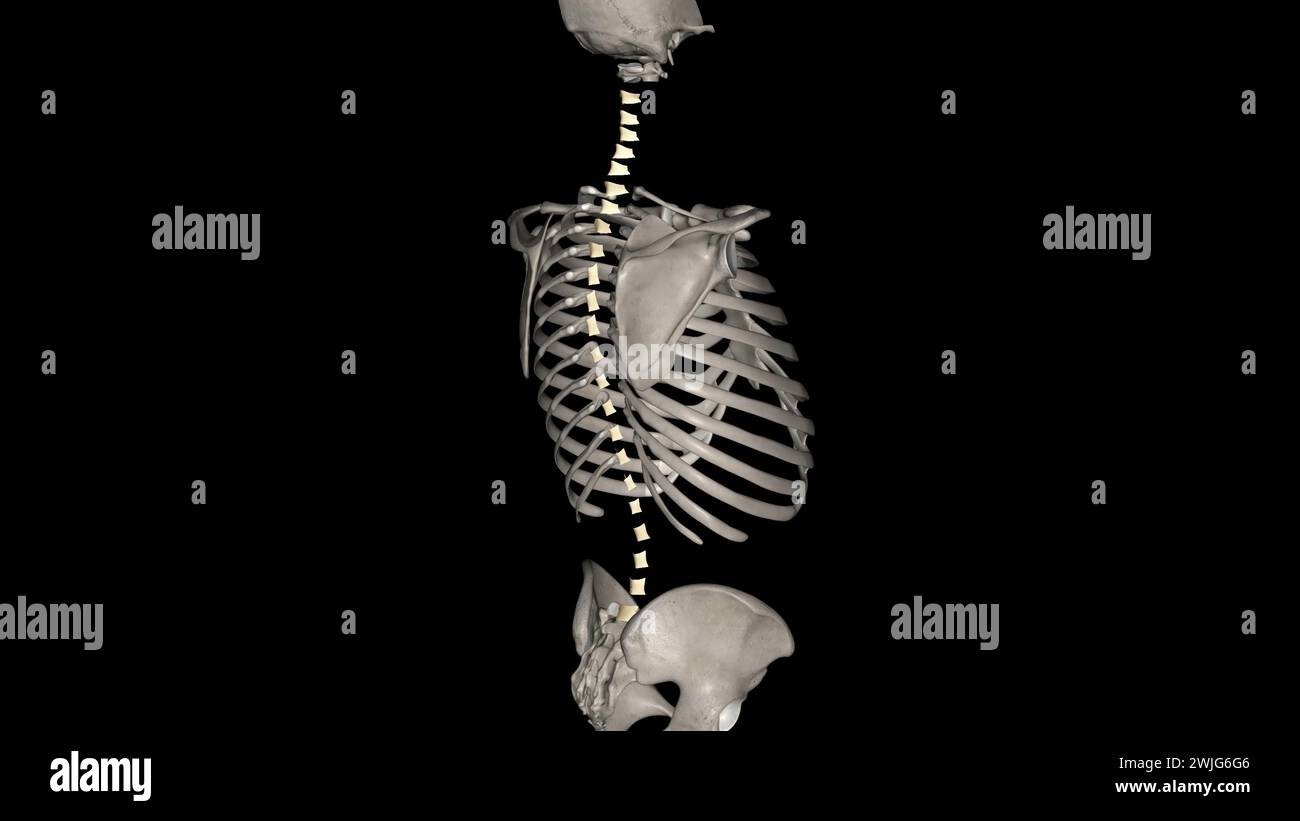 Adjacent bones hi-res stock photography and images - Alamy