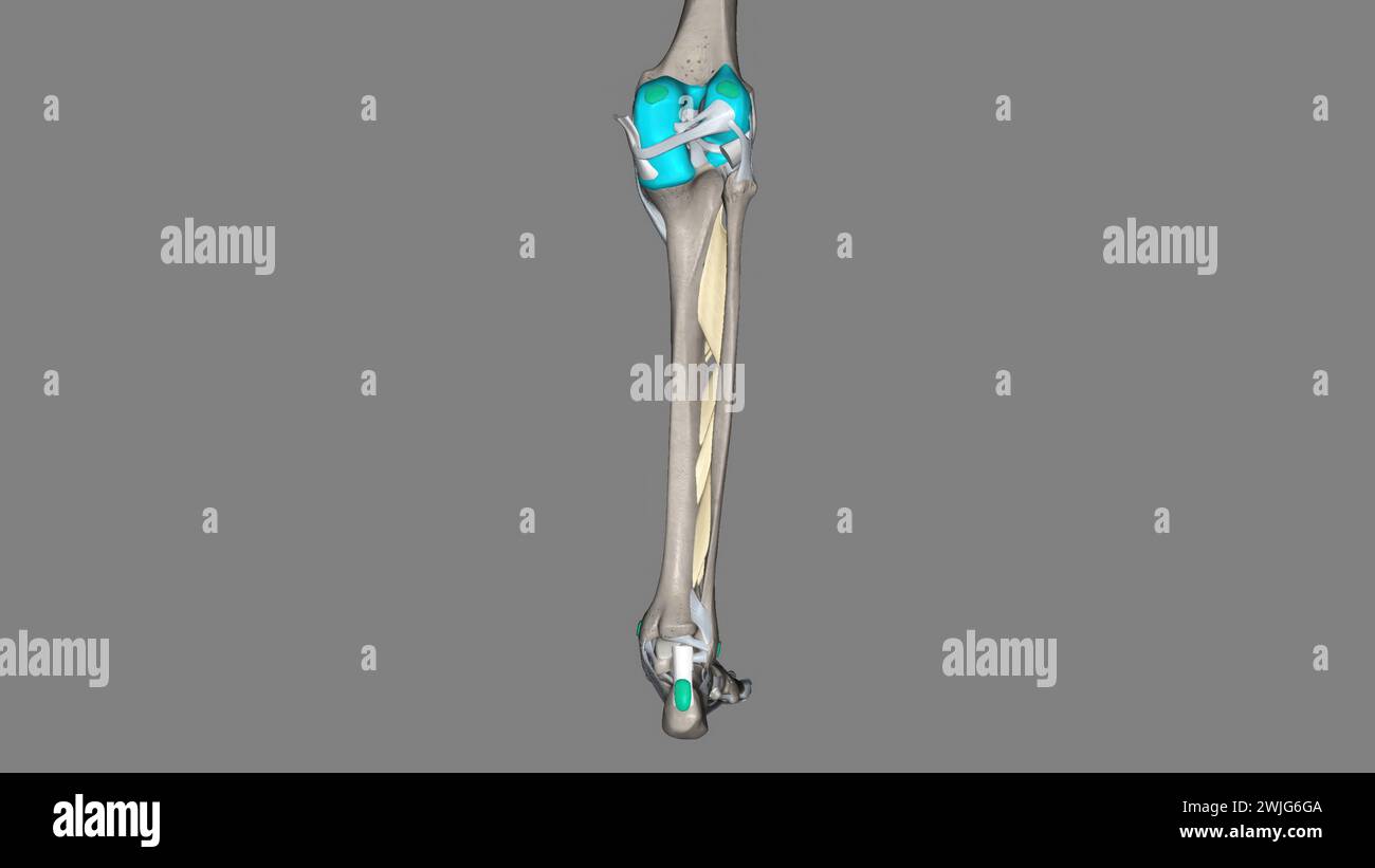 Interosseous membrane of the leg hi-res stock photography and images ...
