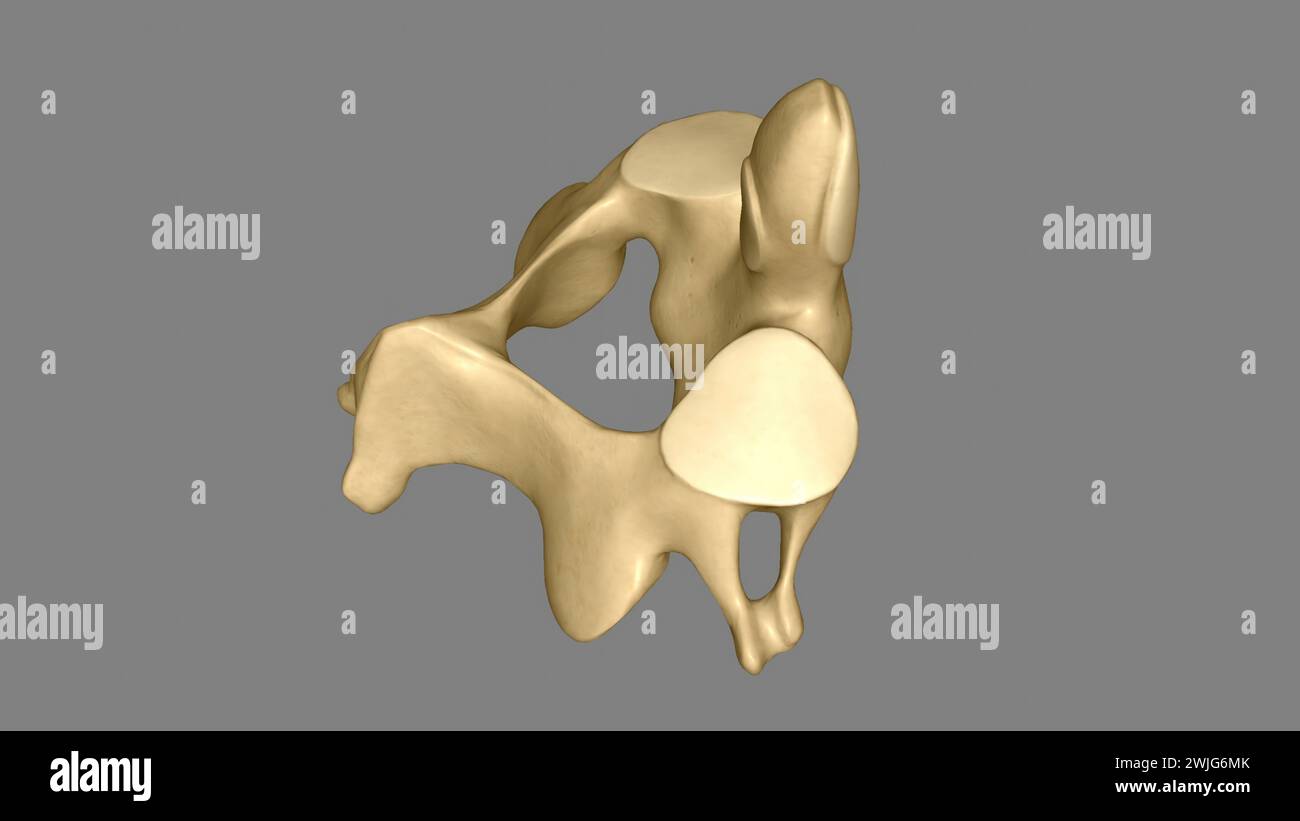 C2 ribs hi-res stock photography and images - Alamy