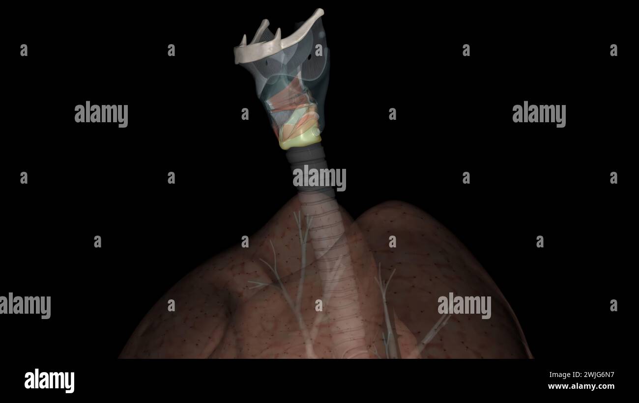Laryngeal asthma hi-res stock photography and images - Alamy