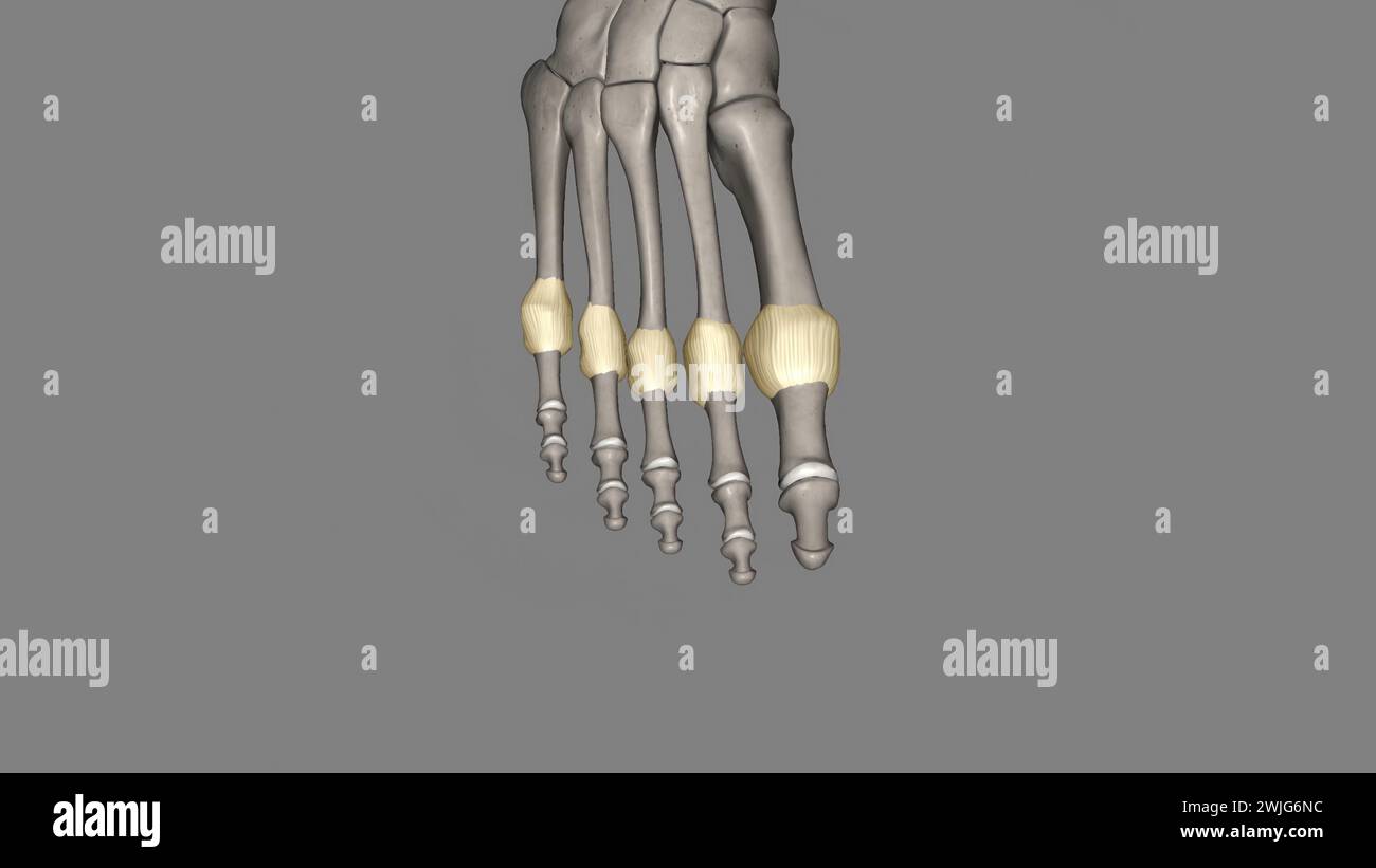 Metatarsophalangeal joint hi-res stock photography and images - Alamy