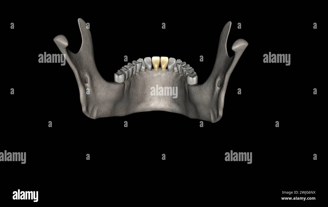 Midline hi-res stock photography and images - Alamy