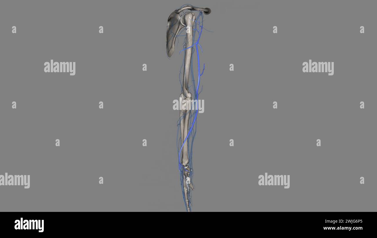 Superficial veins of upper limb hi-res stock photography and images - Alamy