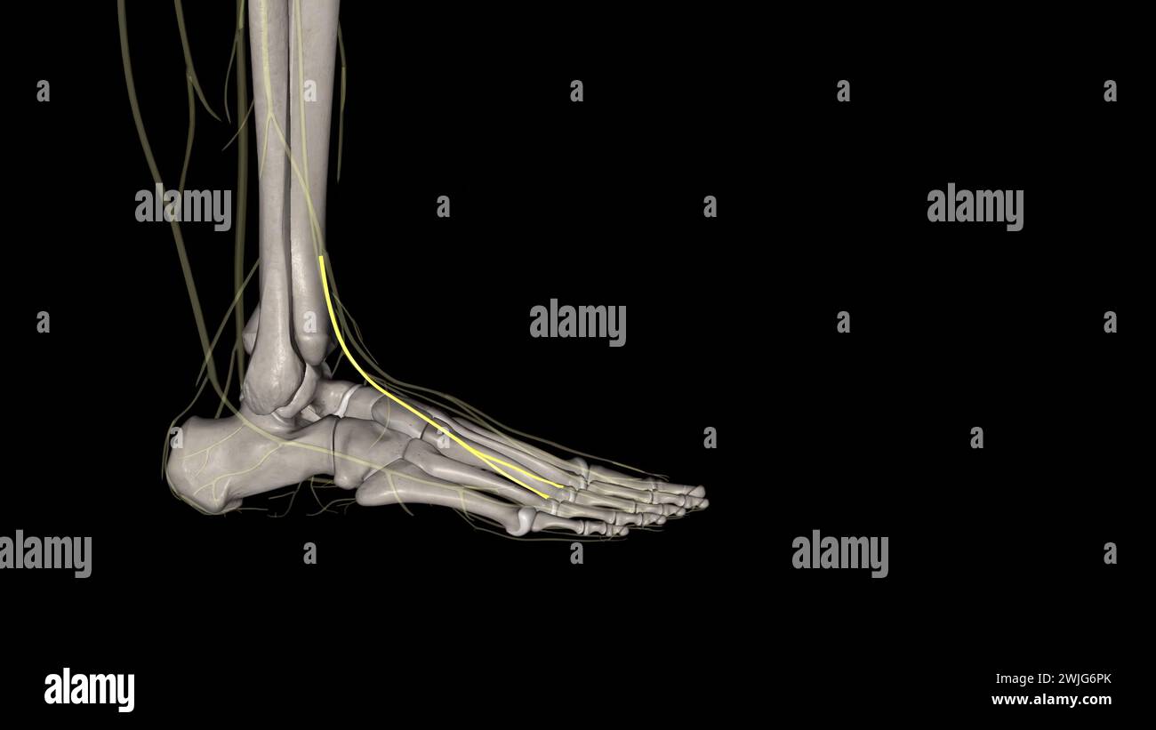 intermediate dorsal cutaneous nerve 3d Stock Photo - Alamy