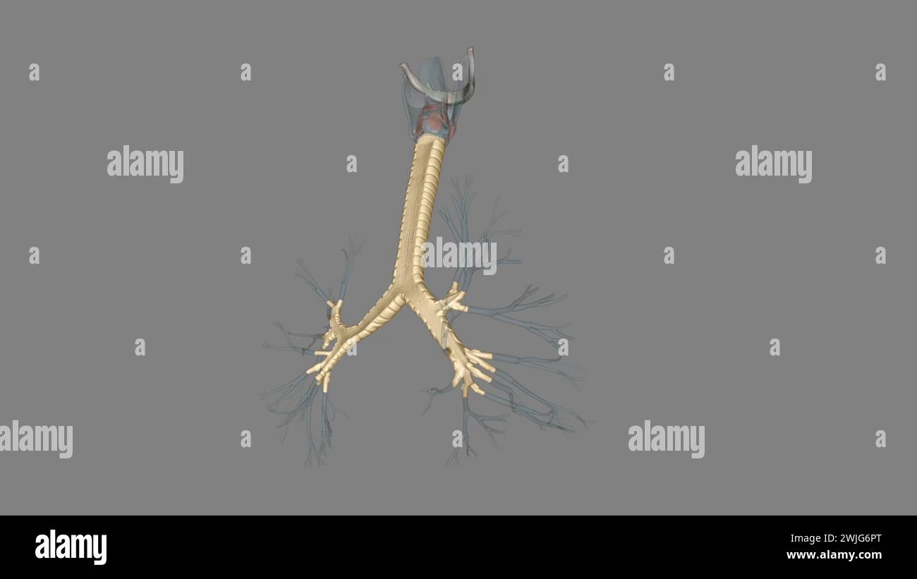 Trachea, in vertebrates and invertebrates, a tube or system of tubes ...