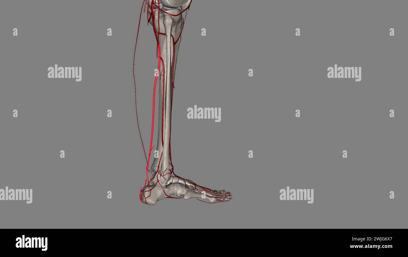 Posterior Tibial Artery Int J Clin Pediatr