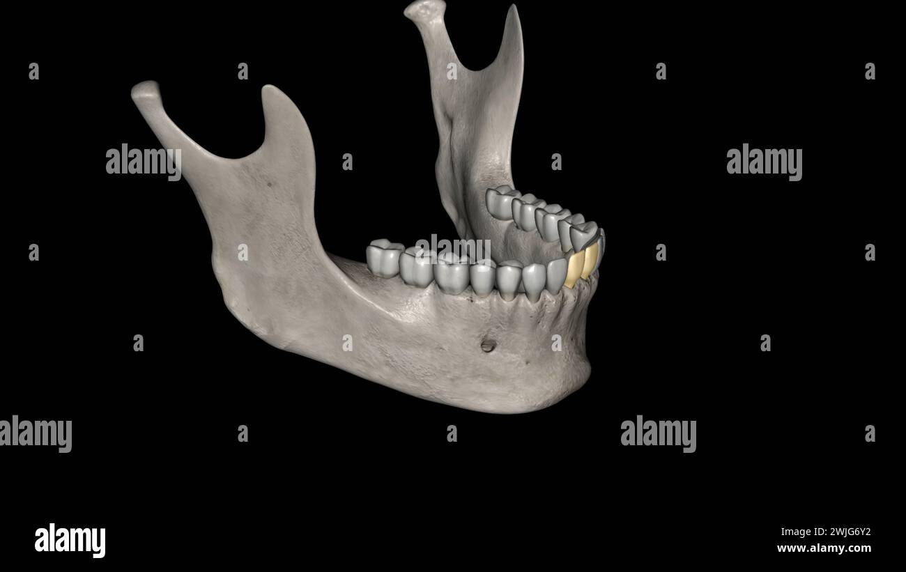 Central jaw illustration hi-res stock photography and images - Alamy