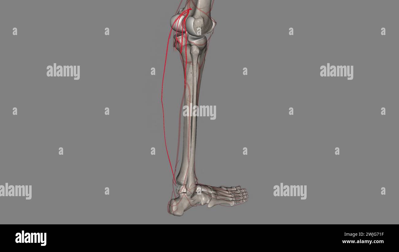 Sural lateral hi-res stock photography and images - Alamy