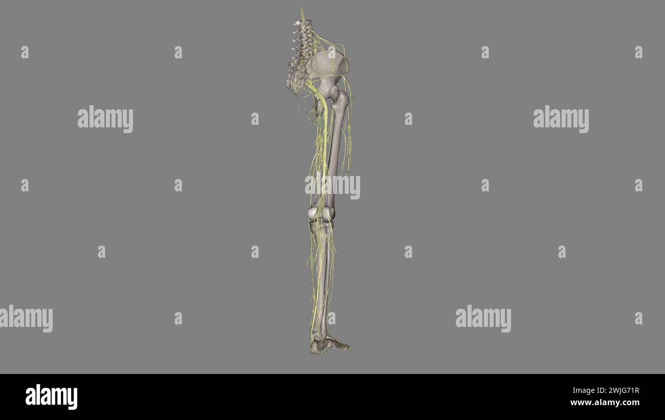 Nerves of the Lower Limb femoral cutaneous, lateral, lumbar plexus ...