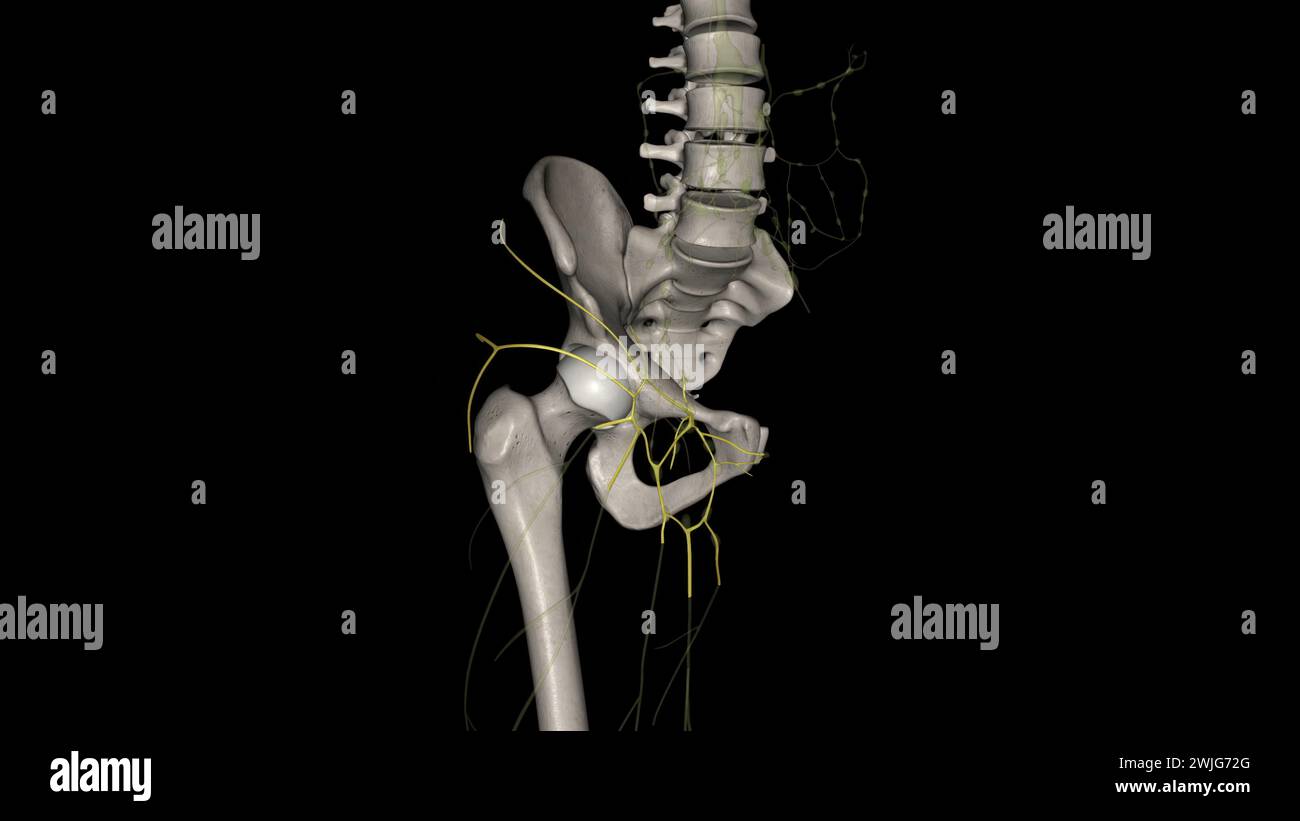 Components of the digestive system hi-res stock photography and images ...