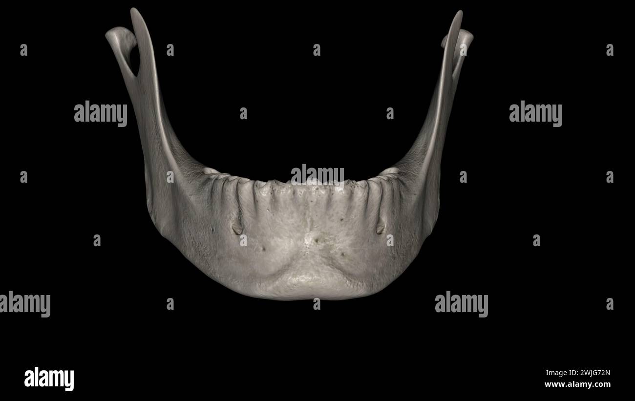 The mandible, located inferiorly in the facial skeleton, is the largest ...