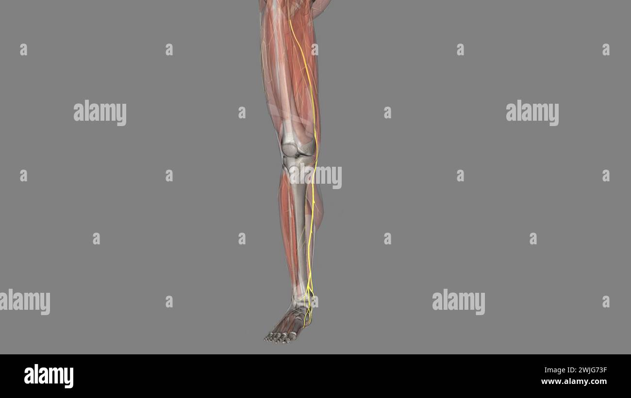 The saphenous nerve is the largest cutaneous branch of the femoral ...
