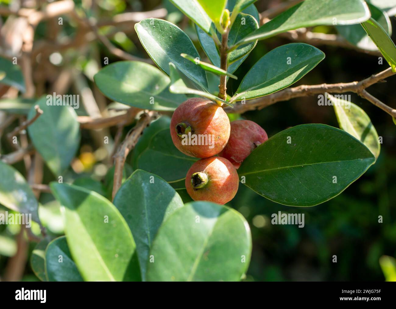 Jambu Brazil, Cattley guava (Psidium cattleianum) fruits on its tree ...