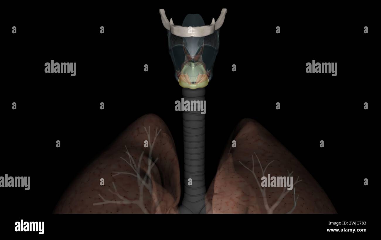 Cricoid hi-res stock photography and images - Alamy