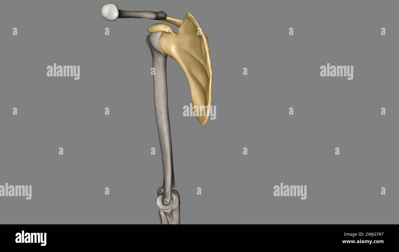 Triangular bones hi-res stock photography and images - Alamy