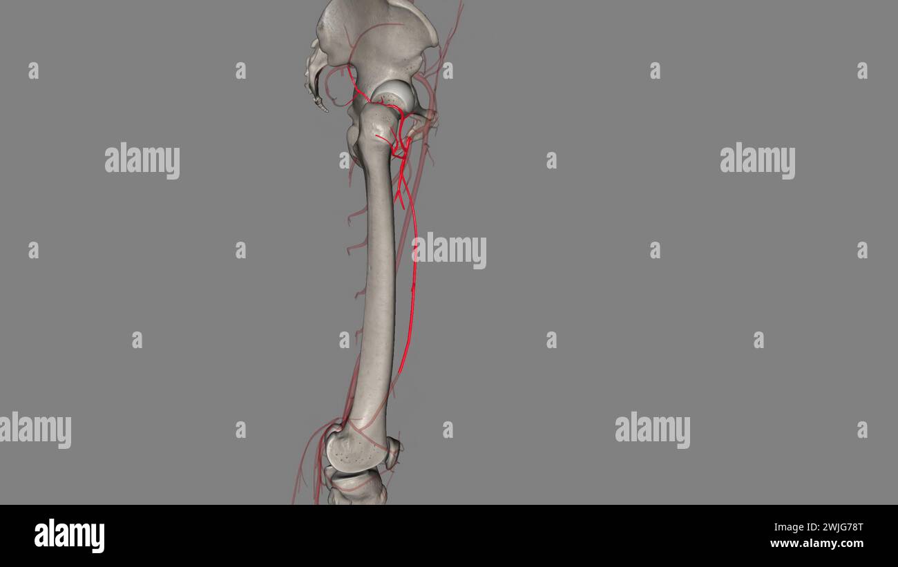 Lateral femoral circumflex hi-res stock photography and images - Alamy