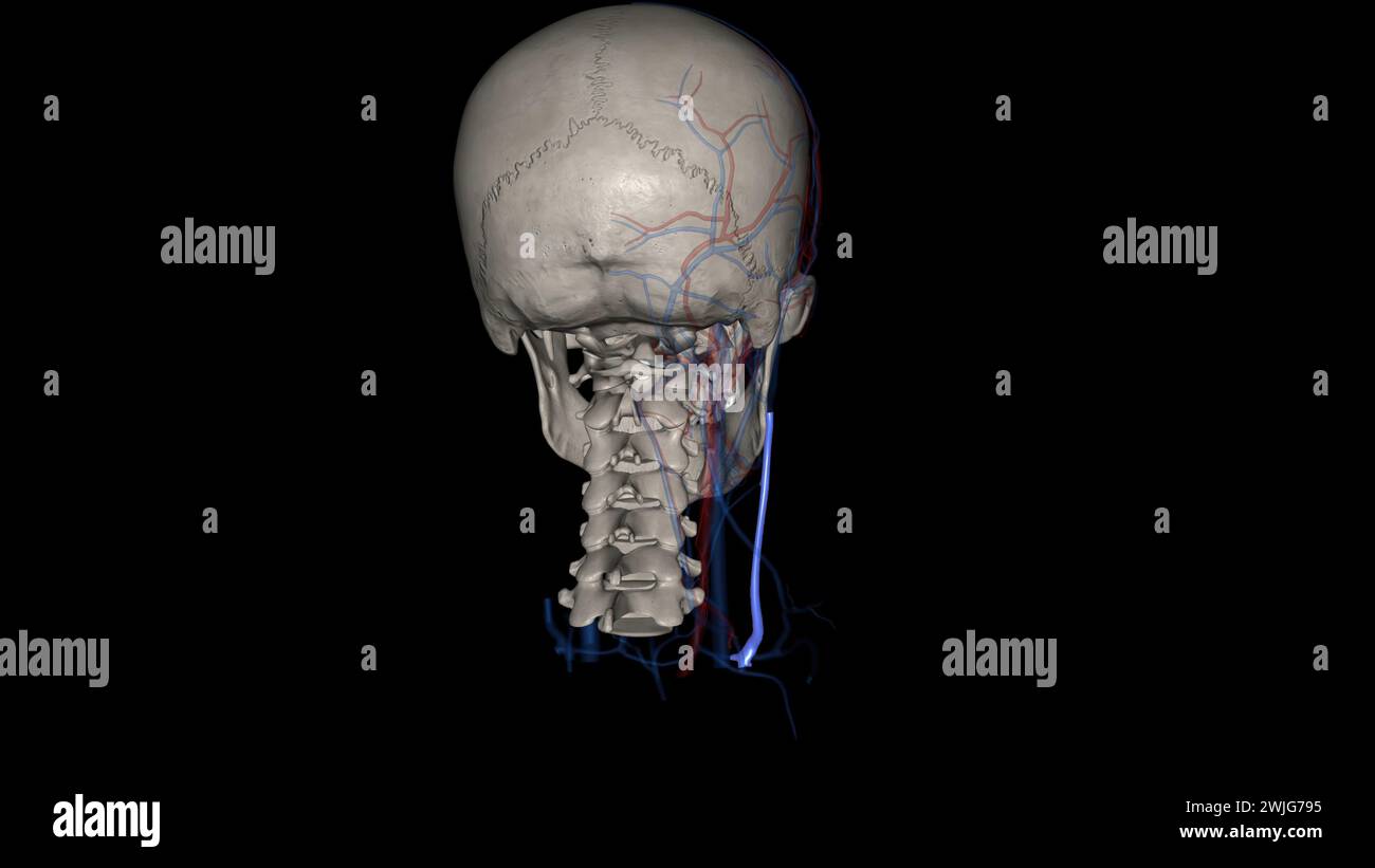 The external jugular is a large vein used in prehospital medicine for ...