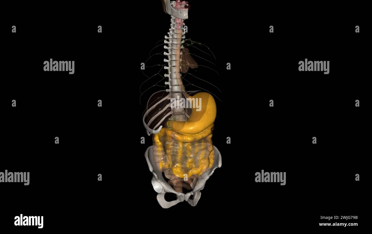 The stomach is a primary digestive organ and an important step in the ...