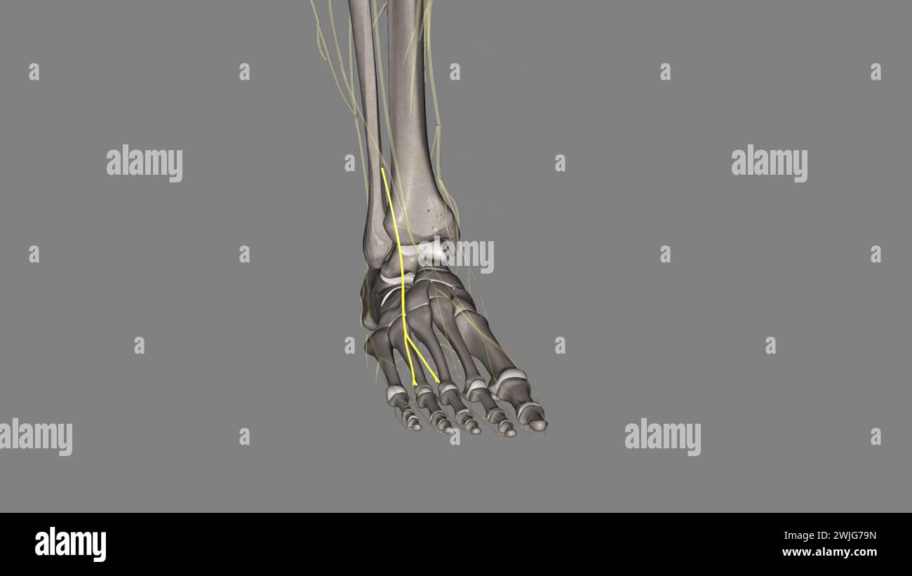 intermediate dorsal cutaneous nerve 3d Stock Photo - Alamy