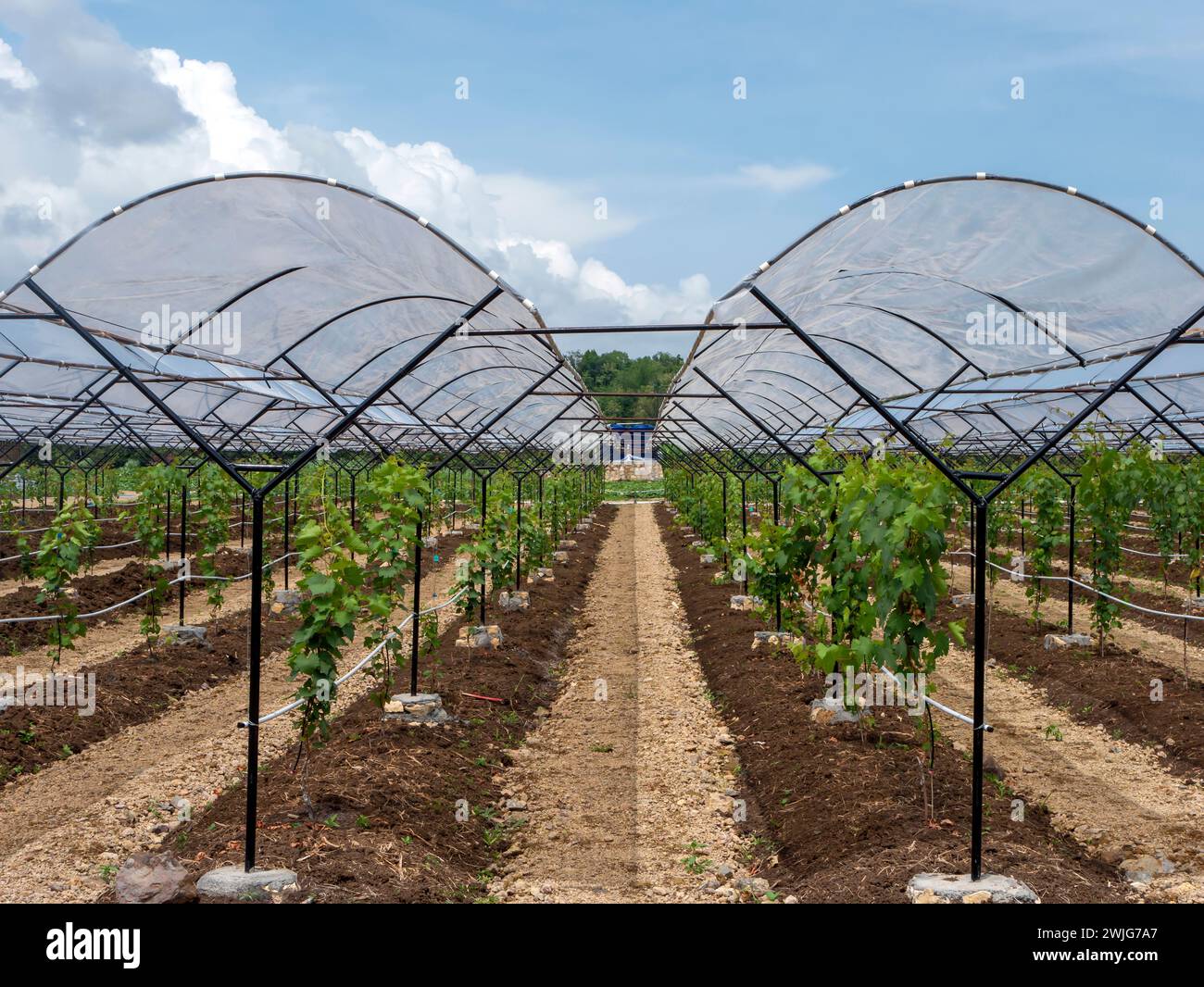 Kebun Anggur, vineyard with green leaves on farm field in Kulon Progo ...