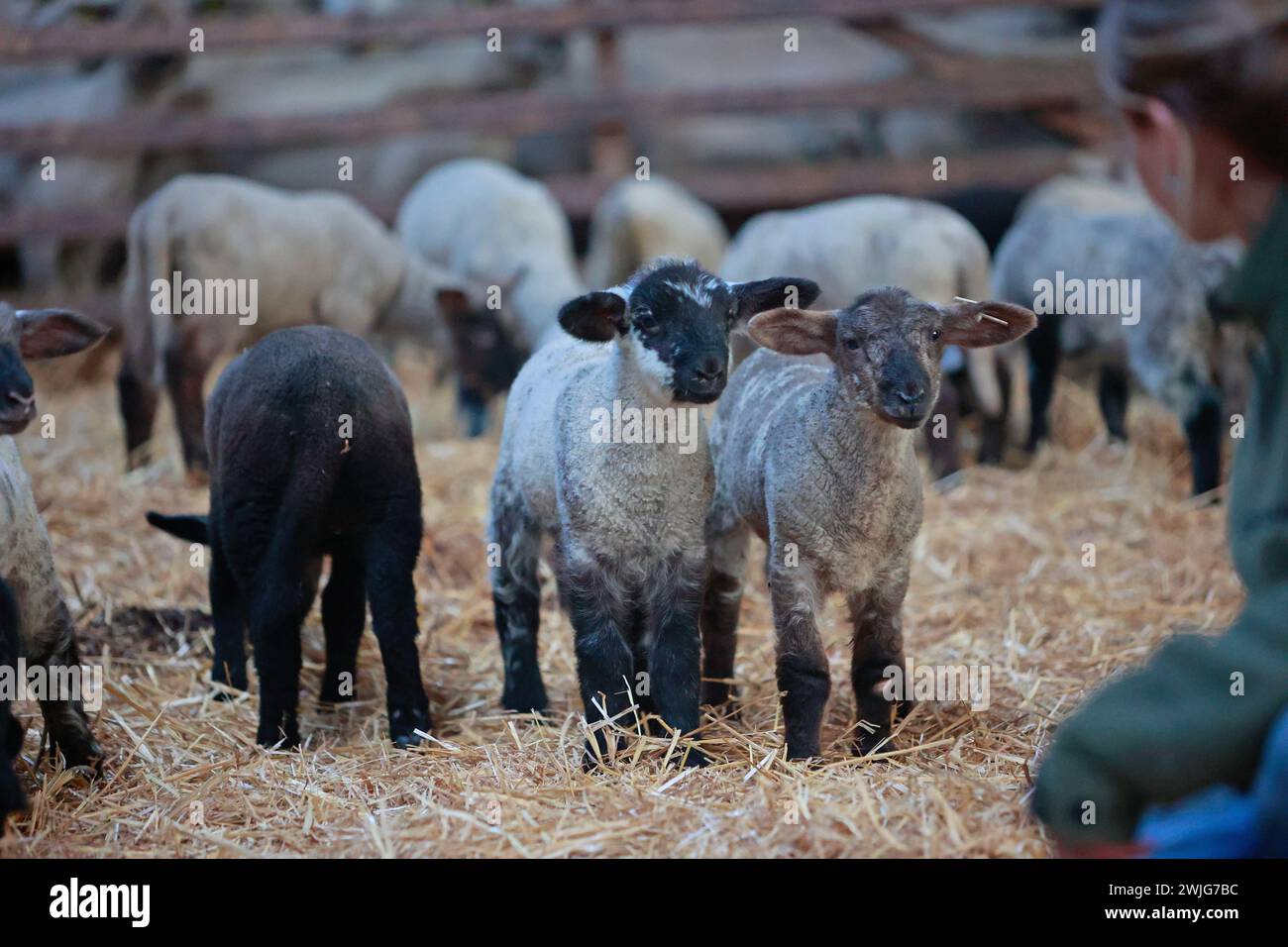 Wernigerode, Germany. 15th Feb, 2024. Lambs just a few weeks old stand ...