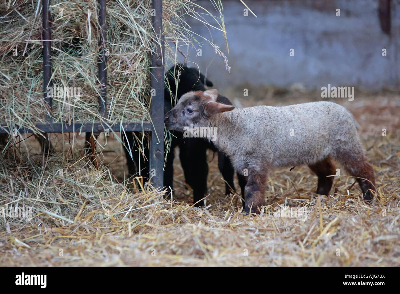 Wernigerode, Germany. 15th Feb, 2024. Lambs just a few weeks old stand ...