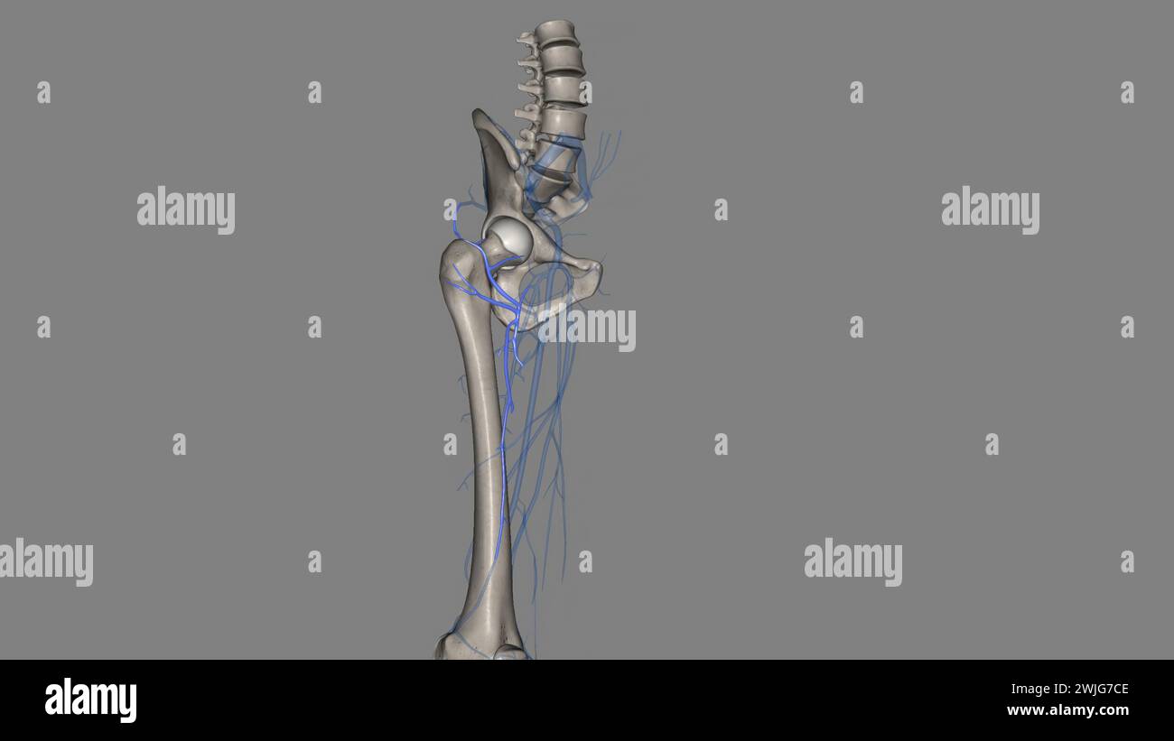 Lateral femoral circumflex hi-res stock photography and images - Alamy