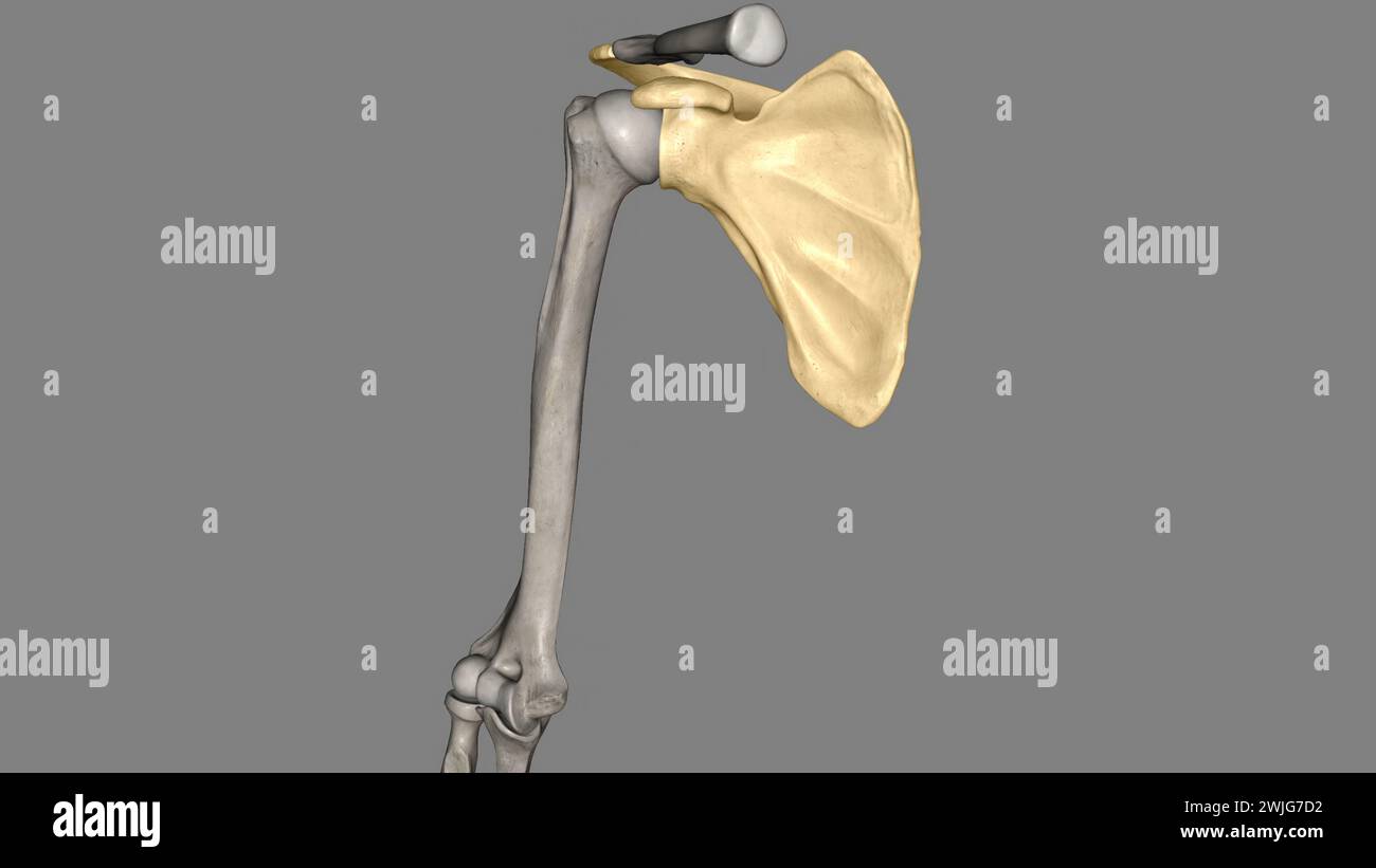 Triangular bones hi-res stock photography and images - Alamy