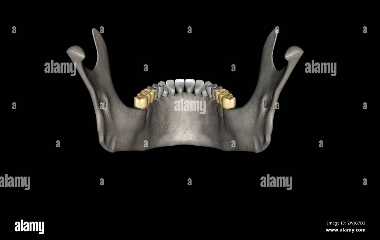 The mandibular molars perform the major portion of the work 3d ...