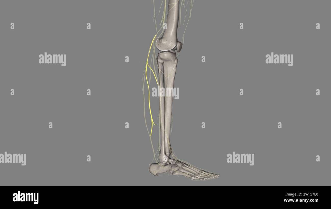 Sural lateral hi-res stock photography and images - Alamy