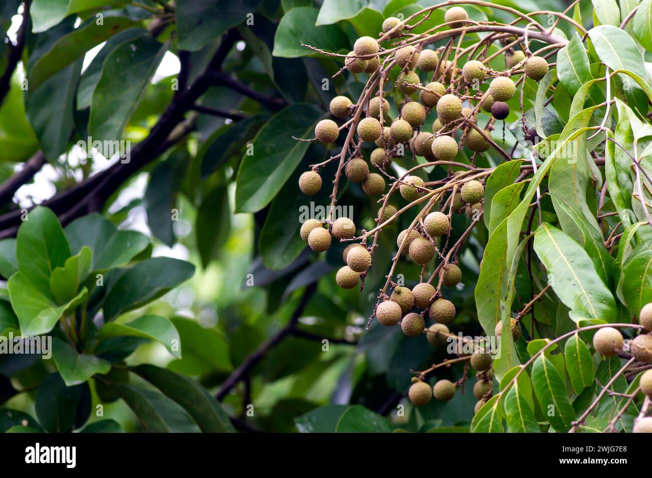Longan ripe fruits (Dimocarpus longan) on the tree, in shallow focus ...