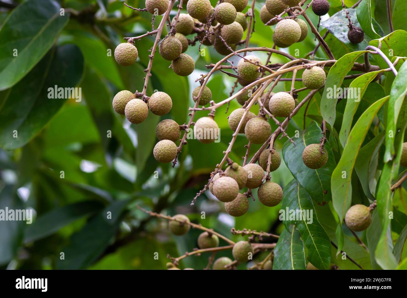 Longan ripe fruits (Dimocarpus longan) on the tree, in shallow focus ...