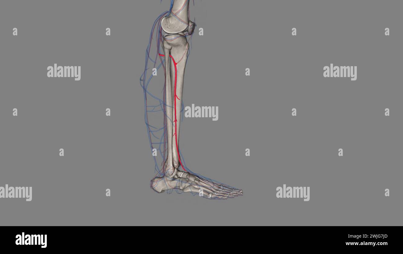 Pictures Of Anterior Tibial Artery