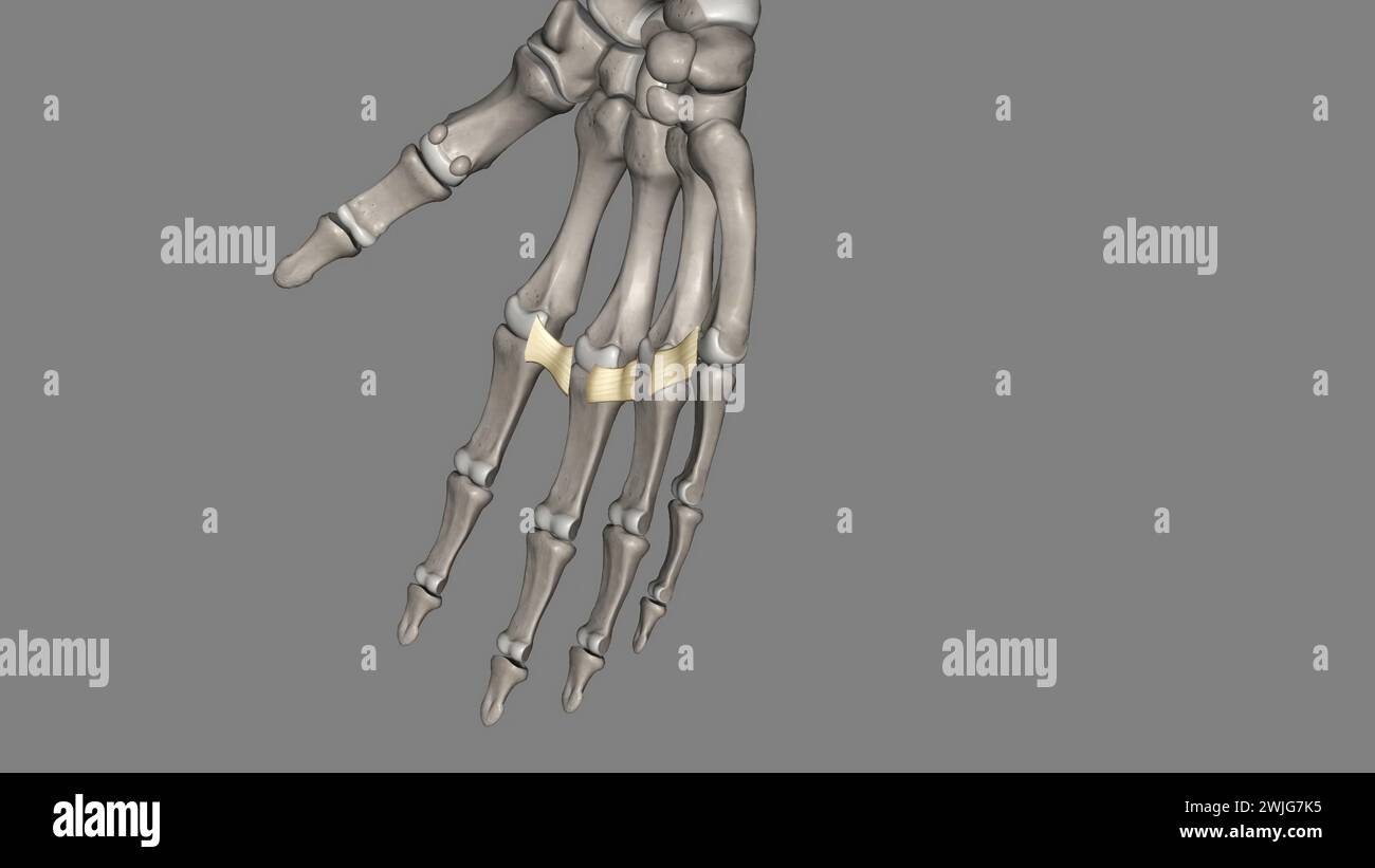 Deep transverse metacarpal ligament hi-res stock photography and images ...