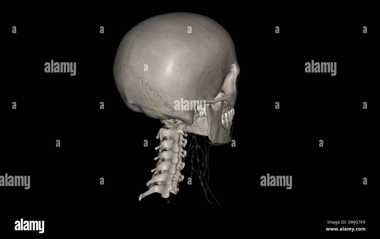 The occipital lymph nodes are located in the back of the head, near the occipital bone of the ...
