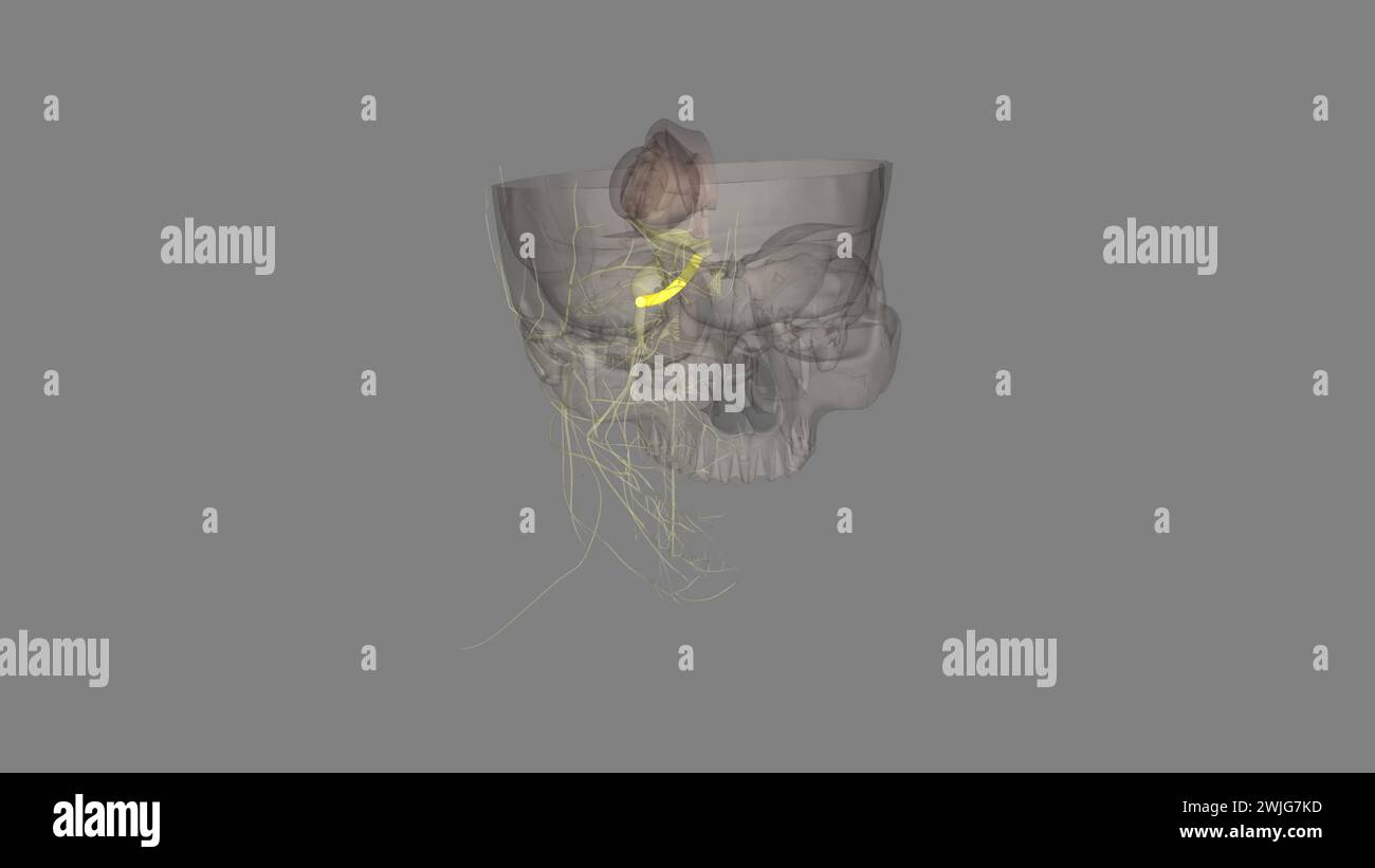 Neurons electrical light hi-res stock photography and images - Alamy