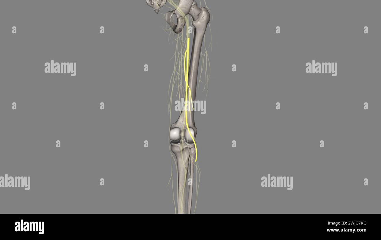 Terminal branch hi-res stock photography and images - Alamy