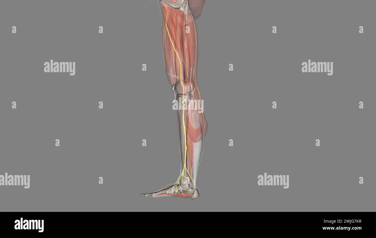 Cutaneous branch hi-res stock photography and images - Alamy