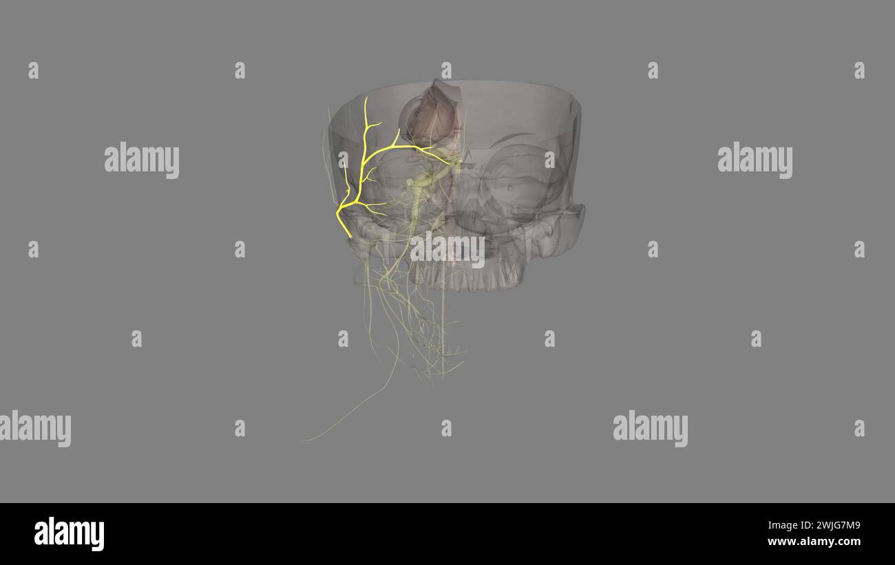Facial nerve paralysis hi-res stock photography and images - Alamy