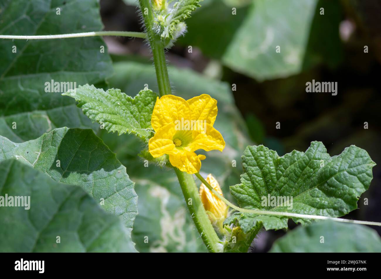 Melon plant (Cucumis melo) with yellow flower growing well with green ...