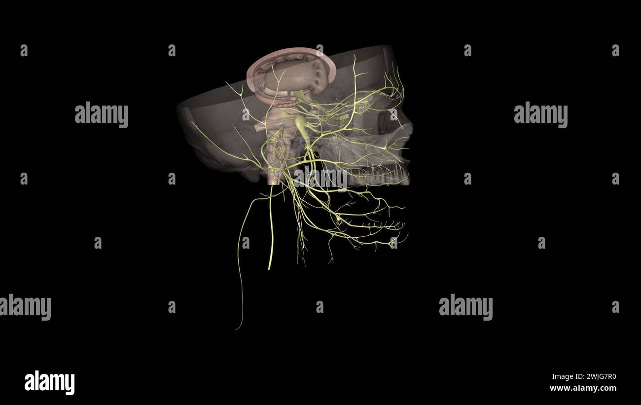 12 cranial nerves hi-res stock photography and images - Alamy