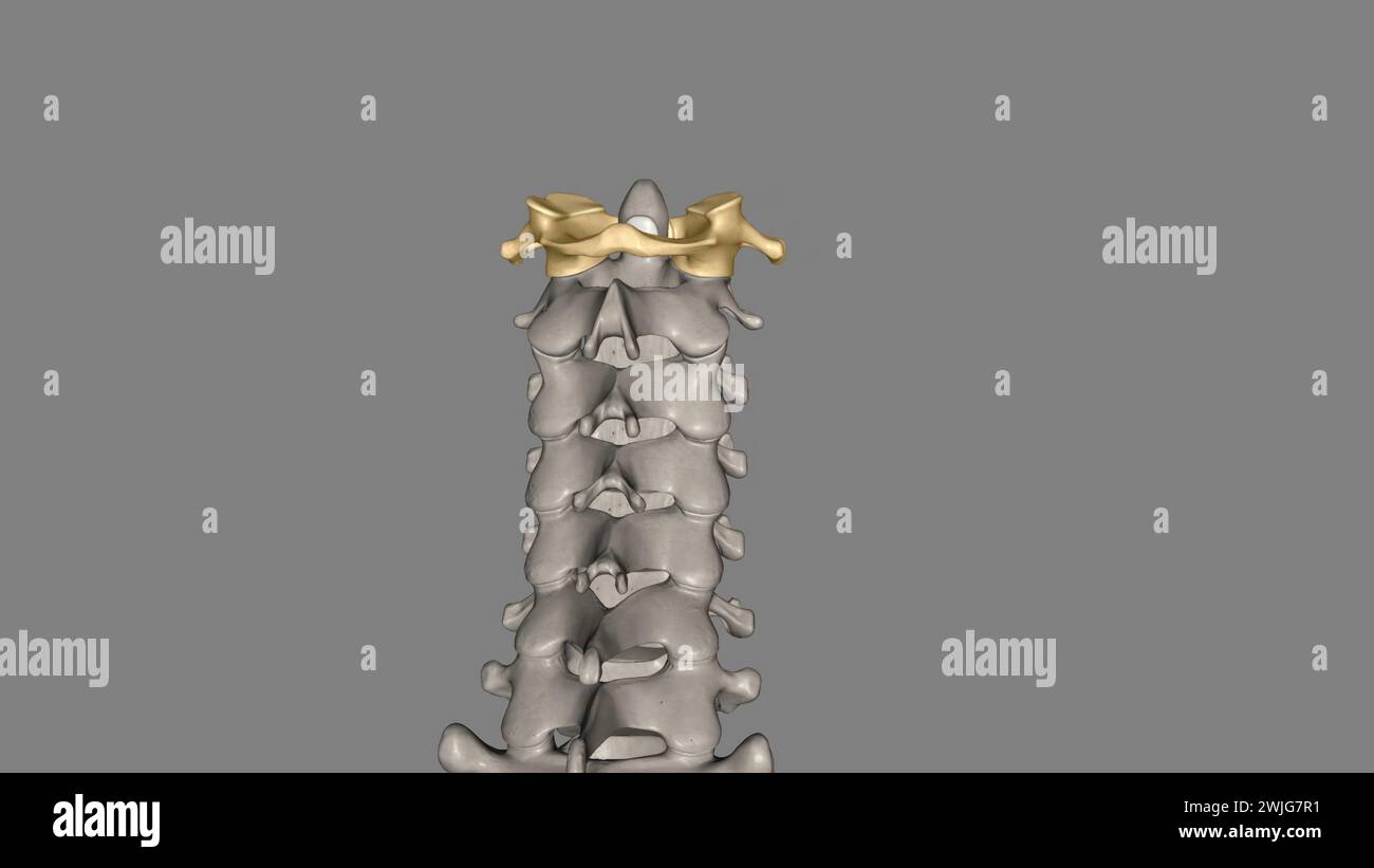 First cervical vertebrae hi-res stock photography and images - Alamy