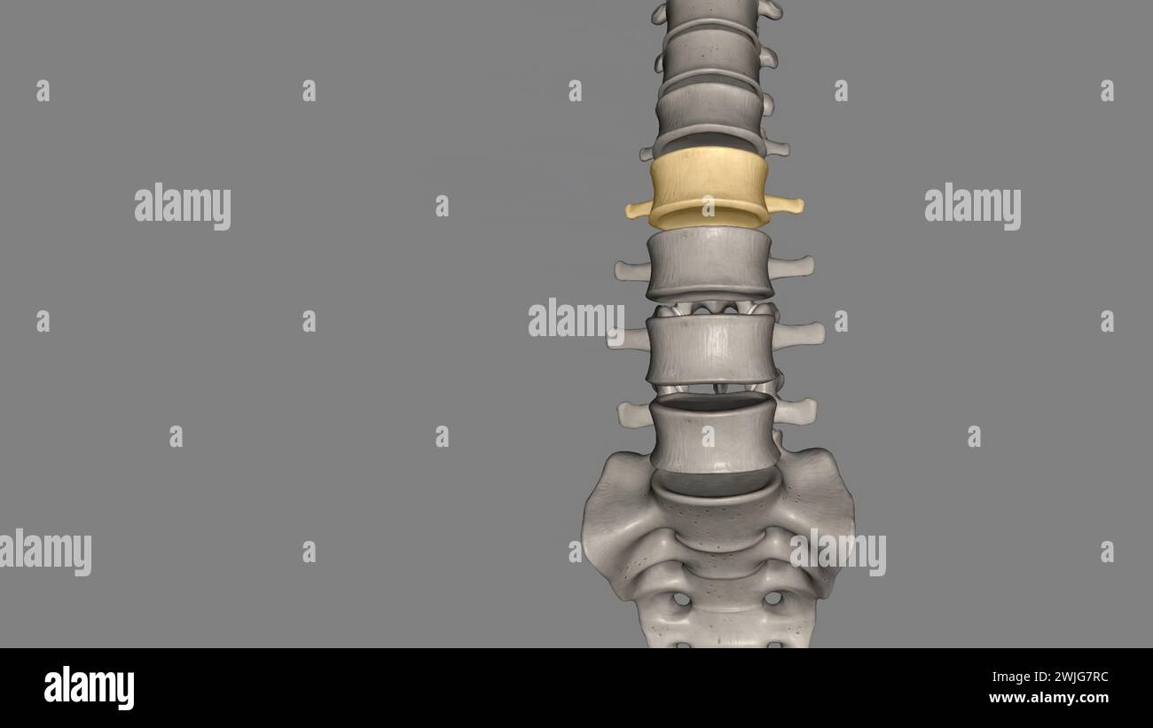 The L2 vertebra is located in the lower curvature of the spine, and the ...
