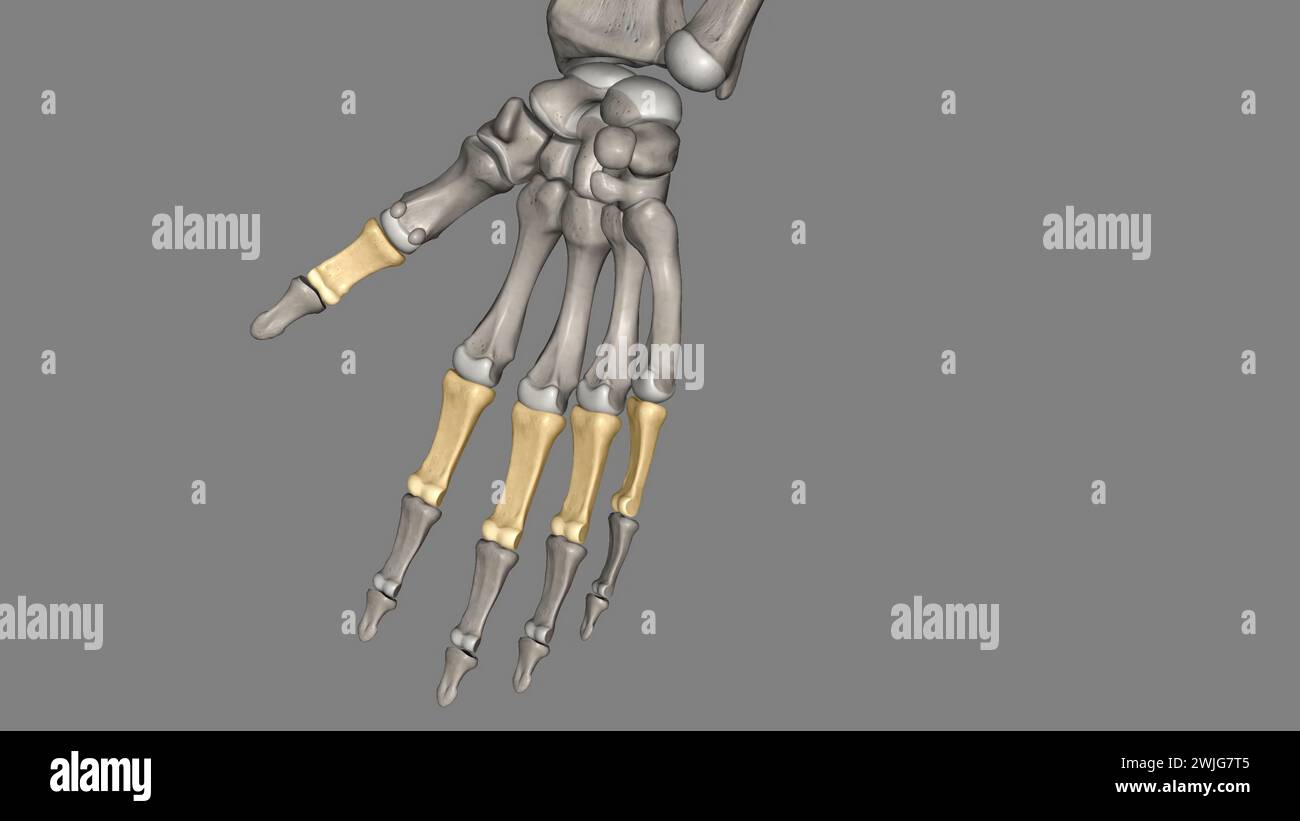 the proximal, or first bone, in the fingers when counting from the hand ...
